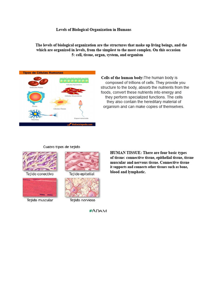 Levels of Biological Organization in Humans | PDF