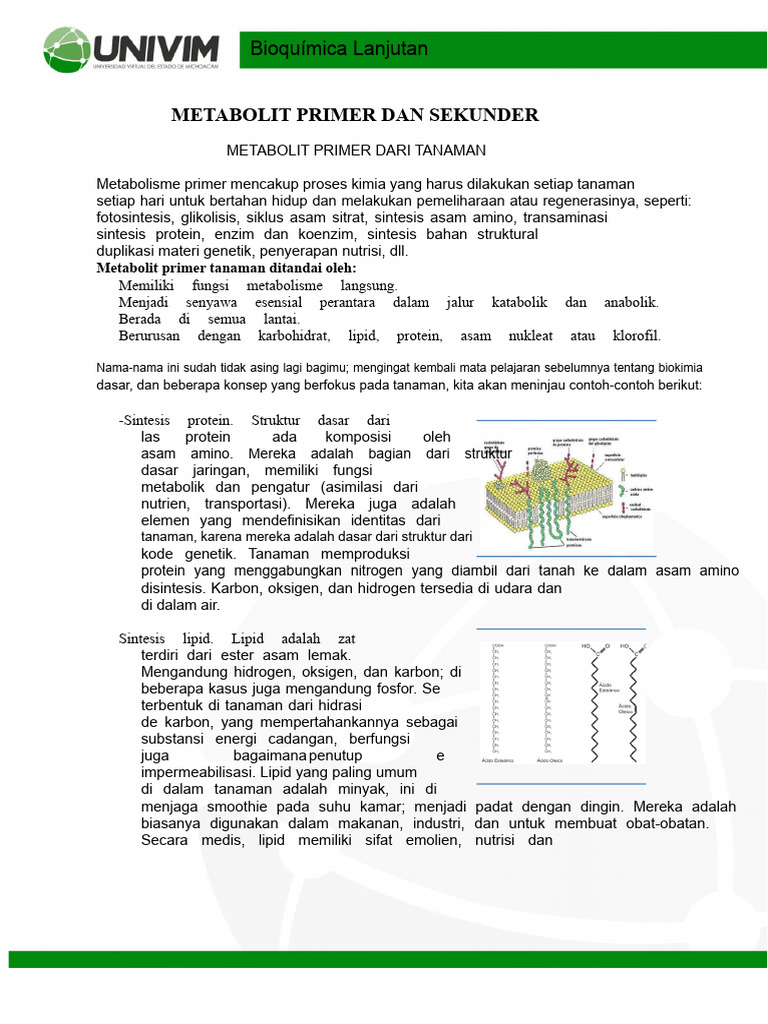 Metabolit Primer dan Sekunder Tanaman | PDF