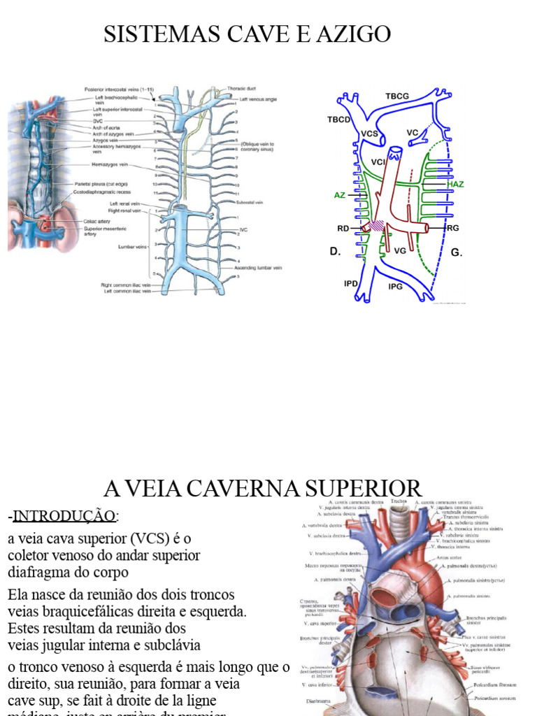 07-Sistemas Cave e Azigos | PDF | Rim | Veia