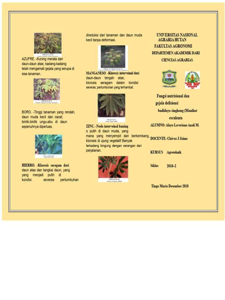 Fungsi dan Kekurangan Nutrisi Singkong | PDF