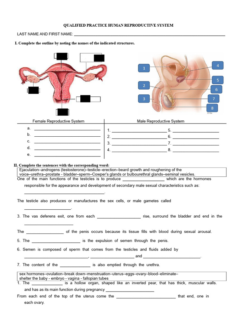 Final Practice Reproductive System | PDF | Reproductive System | Ovary