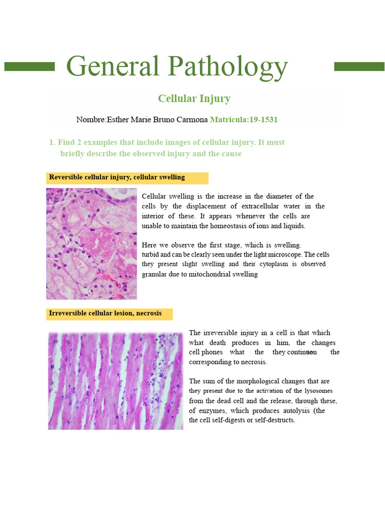Cellular Injury | PDF | Necrosis | Medical Specialties