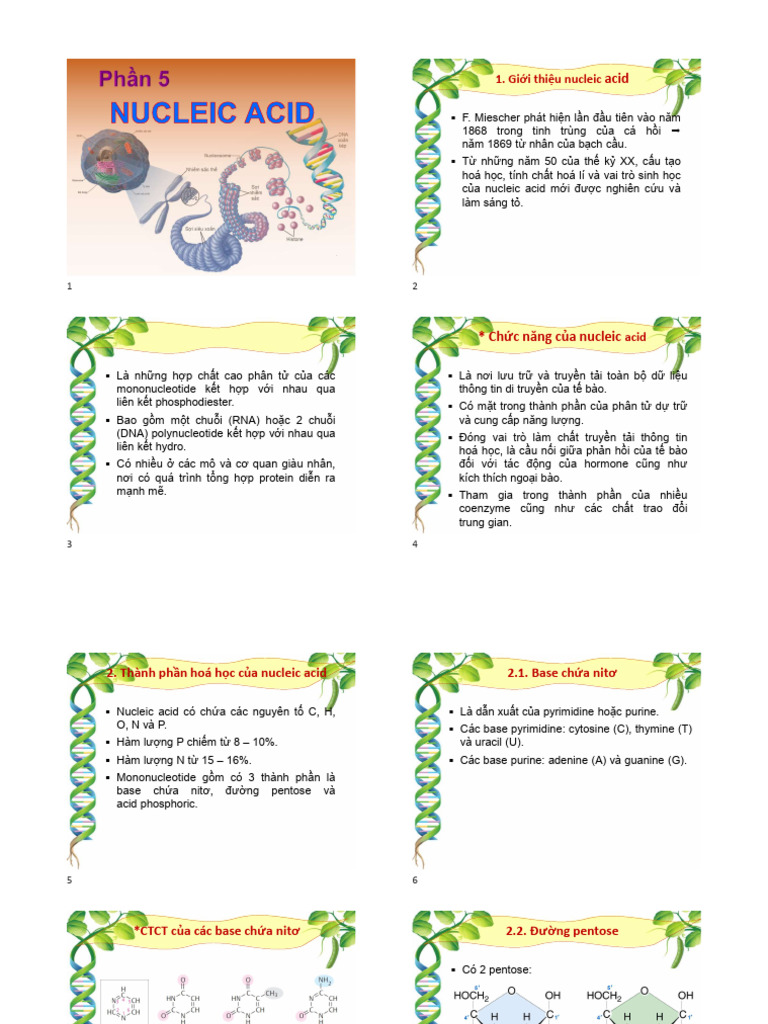 Acid Nucleic | PDF