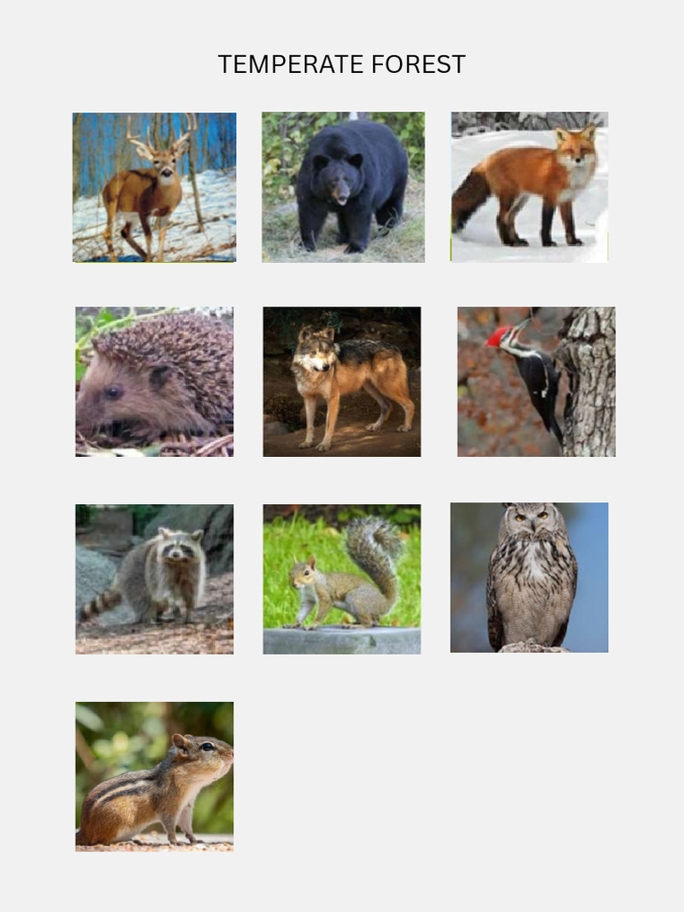 TEMPERATE FORESTt - 20251022 - 165917 - 0000 | PDF