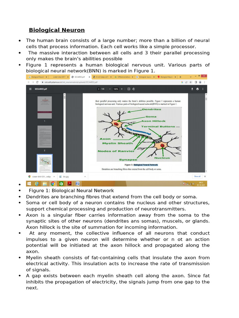Biological Neuron | PDF | Axon | Action Potential