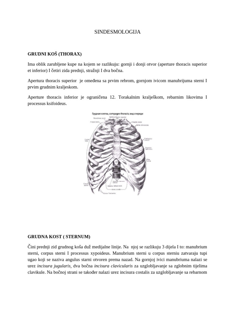 SINDESMOLOGIJA | PDF