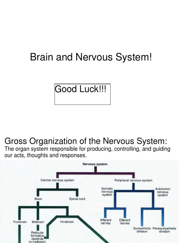 Overview of the Nervous System Functions | PDF | Neurotransmitter ...