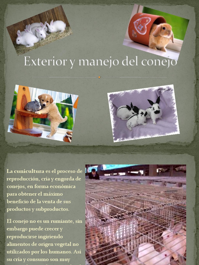 Manejo De Conejos 1 Eeeeeeeeeeeeeeeeee Pdf Carne Pelo
