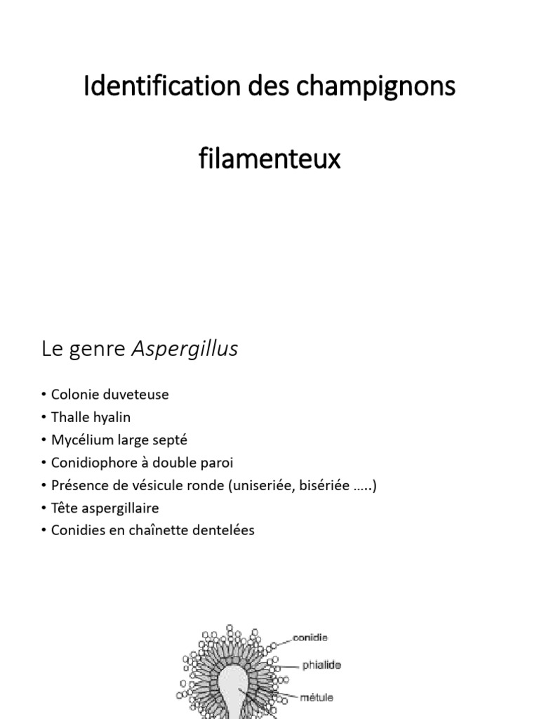 Identification des champignons filamenteux | PDF | Aspergillus | Biologie