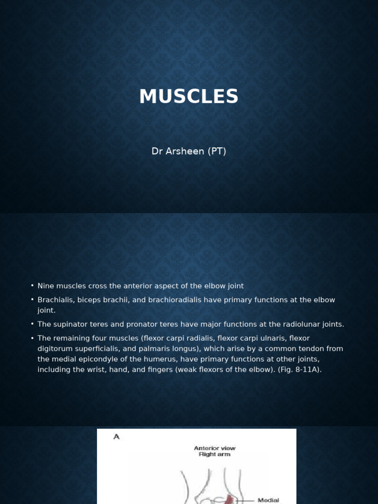 Elbow Complex Lec-3 | PDF | Elbow | Joints