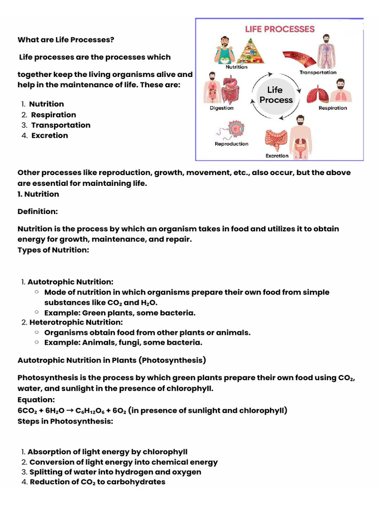 Chapter - Life Processes (CBSE Class 10 - Extremely Detailed Notes ...