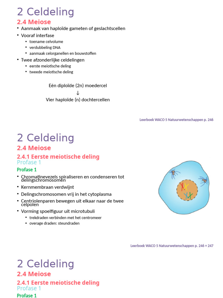 T6 - H2 - Celdeling - Ondersteunend Materiaal - Powerpoint | PDF