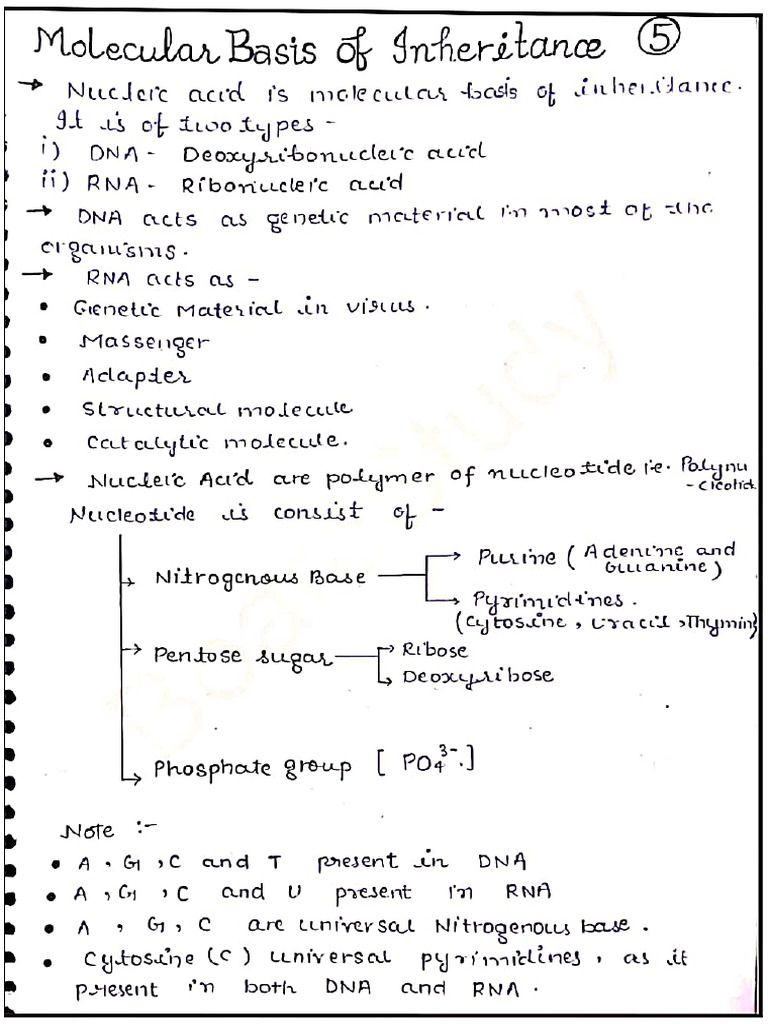 Mol Bio Cbse Notes | PDF