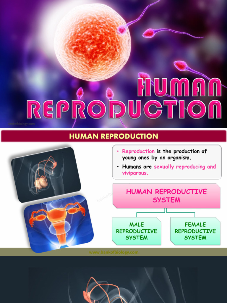 3 Human Reproduction PDF Slides - Part 1 | PDF
