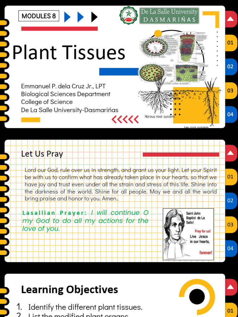 Modules 8 Plant Tissues | PDF | Tissue (Biology) | Plant Stem