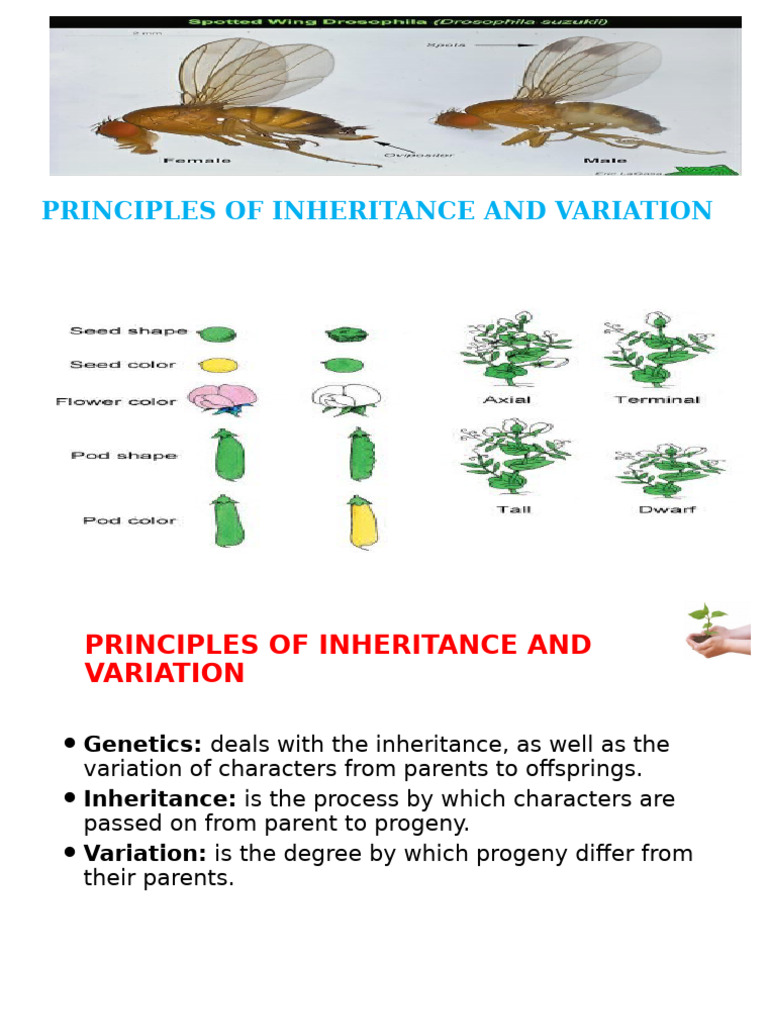 Principles of Inheritance and Variation | PDF | Dominance (Genetics ...