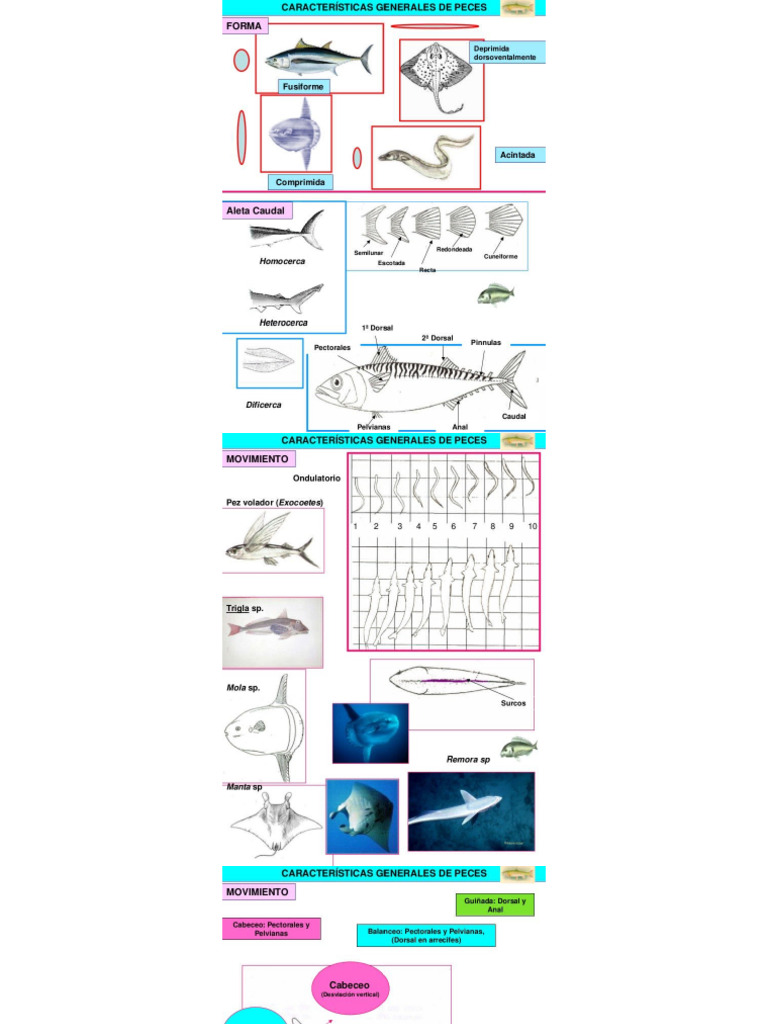 Caracteristicas Principales de Los Peces 2020 | PDF
