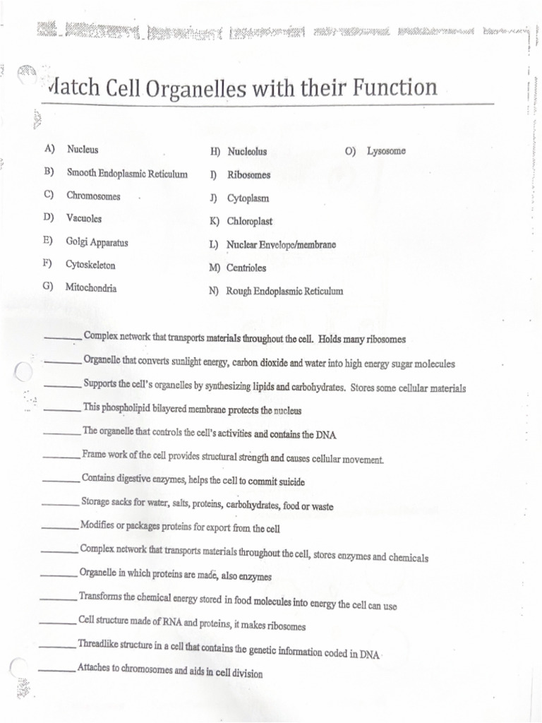 Match Cell Organelles With Their Function | PDF