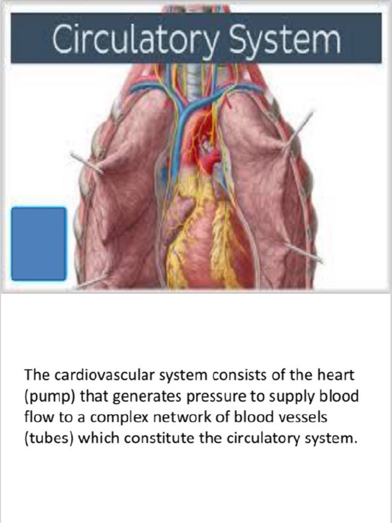 CVS - Circulation (L1) | PDF
