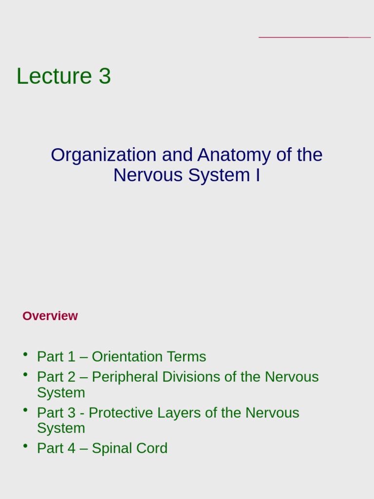PSY203 - Lecture 3 - Handout - Gross Anatomy I - Orientations ...