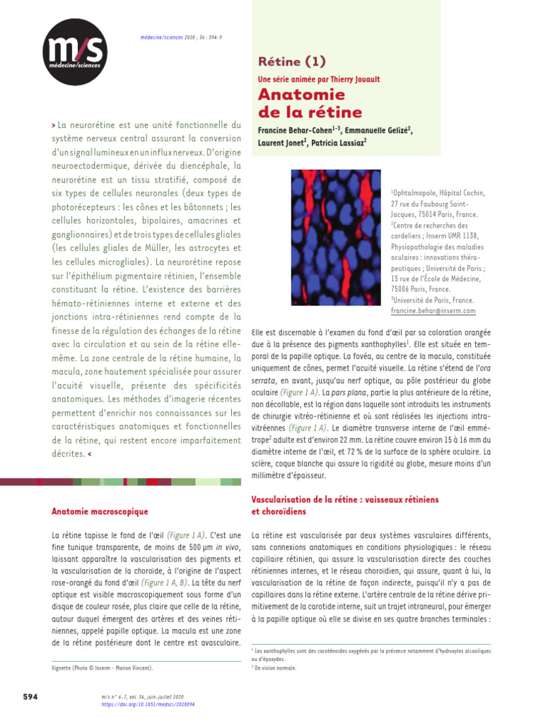 Anatomie et vascularisation de la rétine | PDF | Rétine | Œil humain