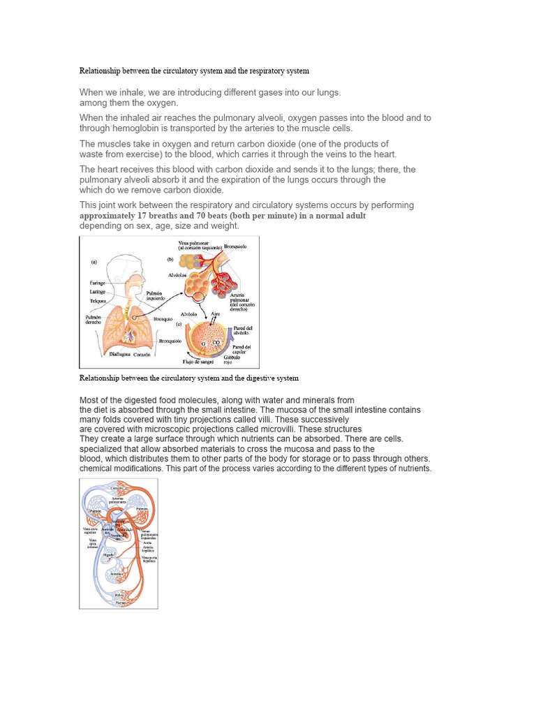 Relationship Between The Circulatory System and The Respiratory System ...
