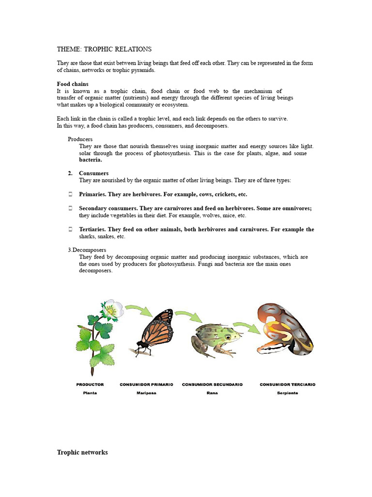 8 Trophic Relationships | PDF | Food Web | Foods