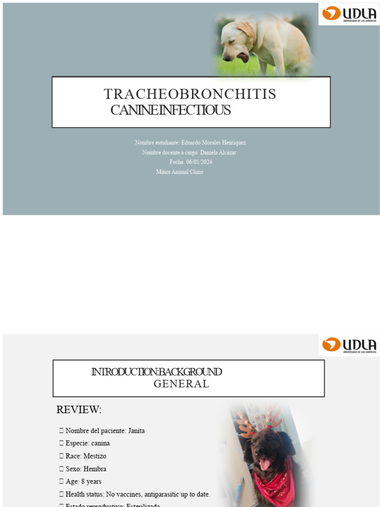 Canine Infectious Tracheobronchitis - Eduardo Morales | PDF | Cough ...