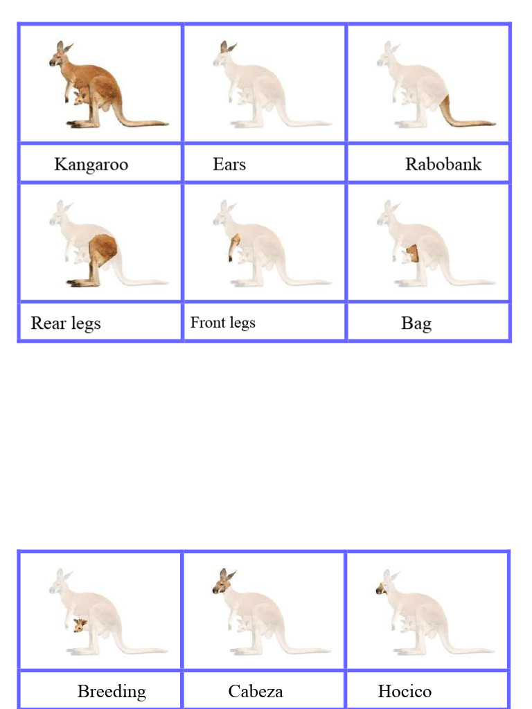 Anatomy of The Kangaroo | PDF