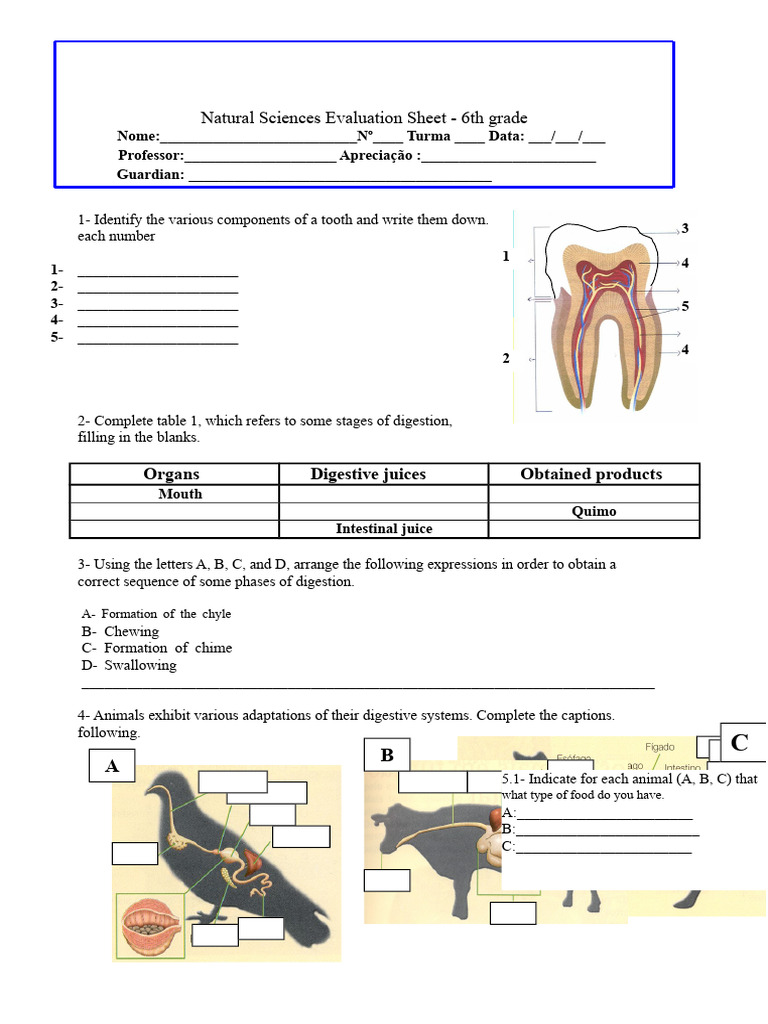 Test Digestion and Respiration 6th Grade | PDF | Lung | Respiratory System