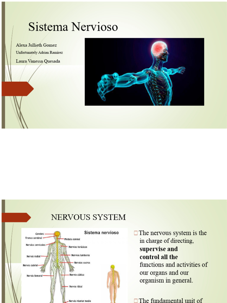 Nervous System Presentation | PDF | Central Nervous System | Nervous System