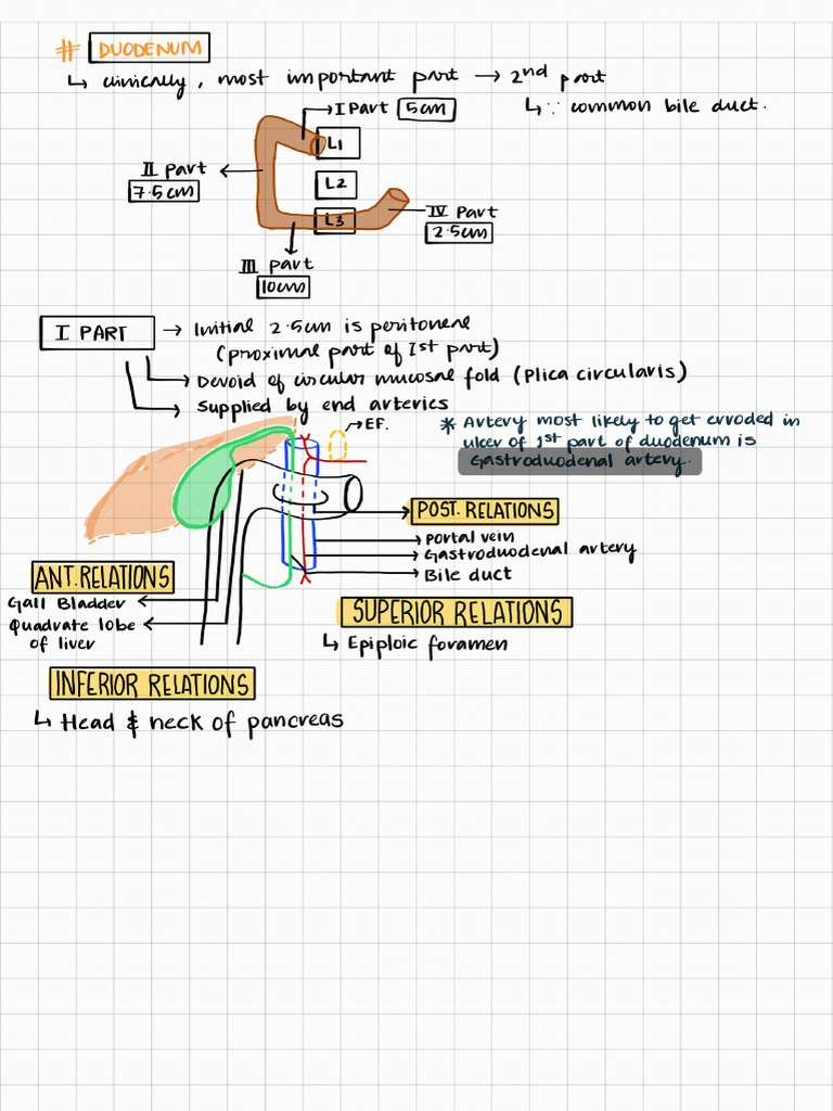Duoenum, Caecum and Appendix. Mbbs 1st Year Abdomen Notes | PDF