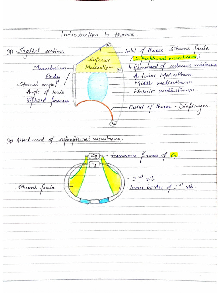 Anatomy of Sup Steropericardial Ligament | PDF