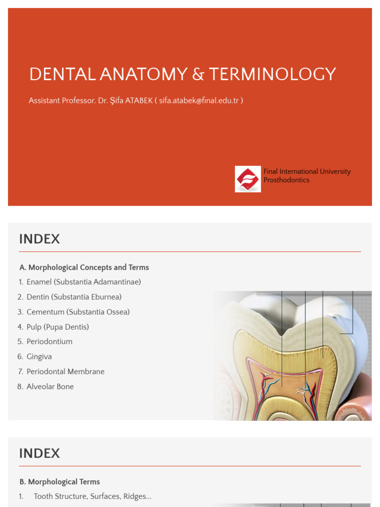 Dental Anatomy and Terminology Guide | PDF | Dental Anatomy | Human Tooth