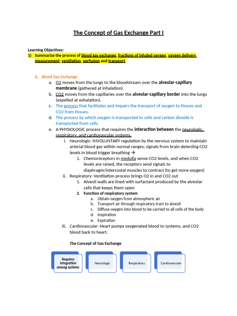 Exam 2 Notes Gas Exchange | PDF | Respiratory System | Lung