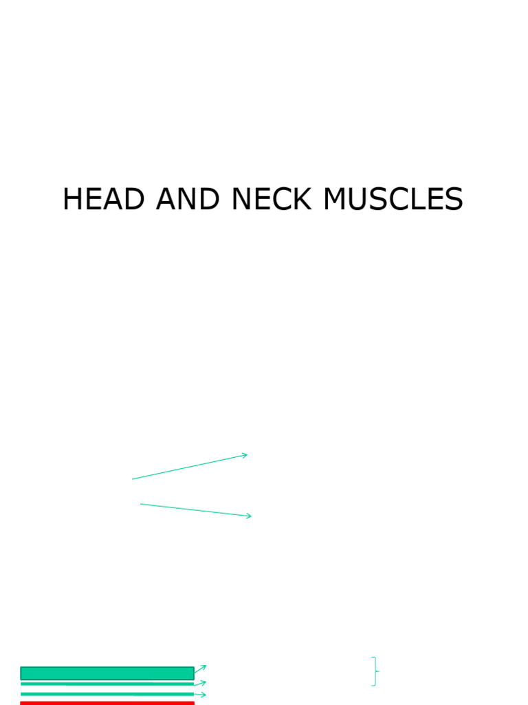 Muscles Annotated | PDF | Thumb | Human Leg