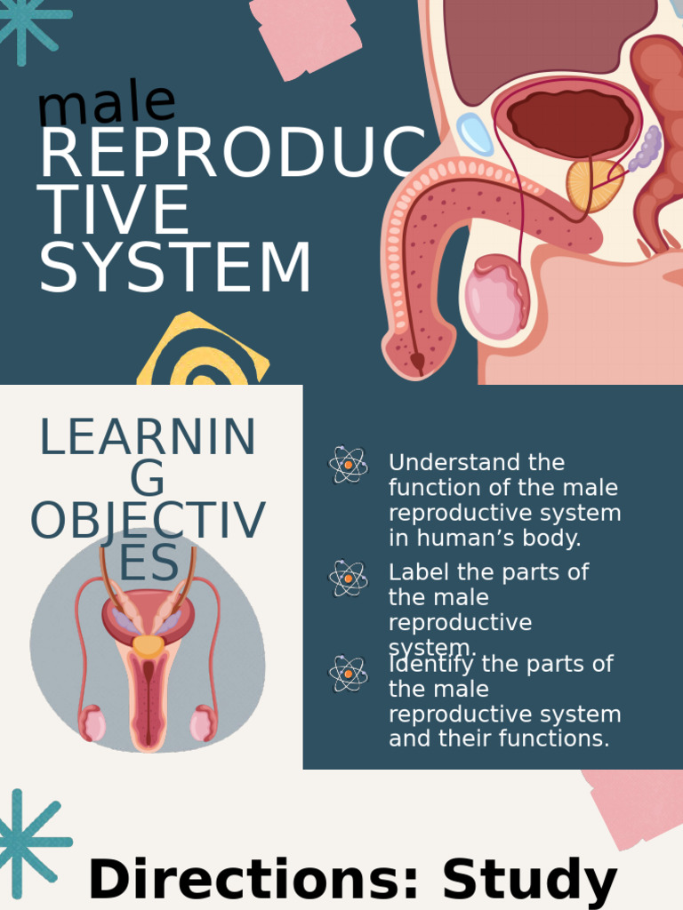 Male Reproductive System | PDF | Human Body | Reproductive System