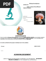Fungi Observation in Bread and Fruit | PDF | Fungus | Staining