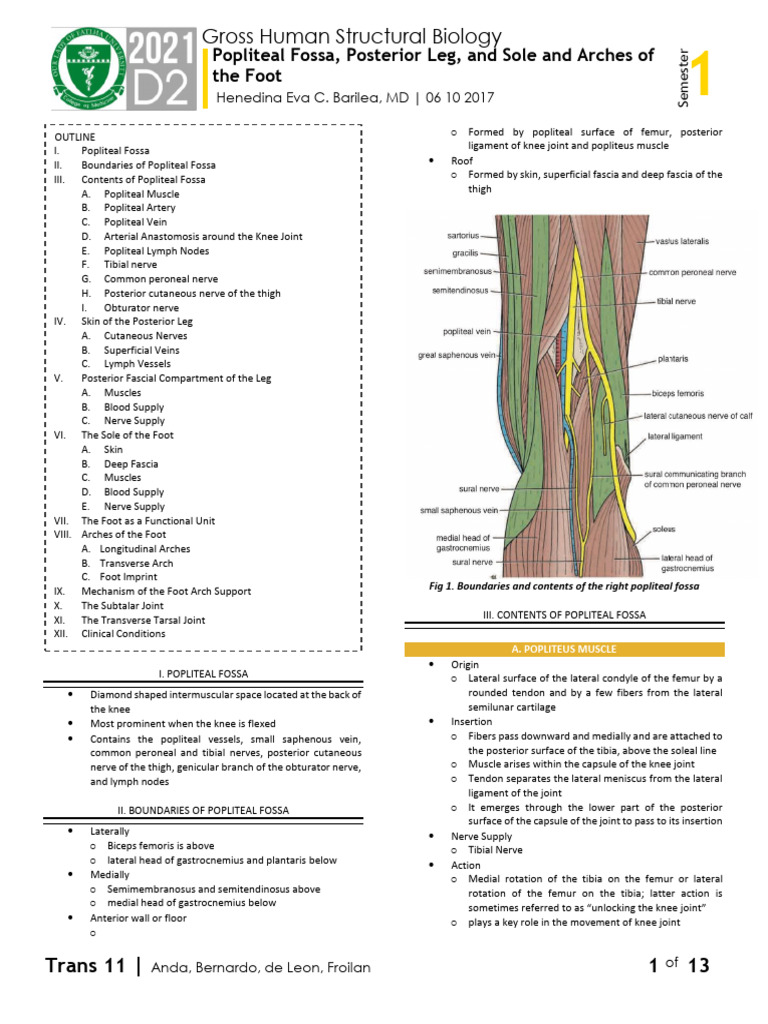 GROSS - 1S11 - Popliteal Fossa, Posterior Leg, and Sole and Arches of ...