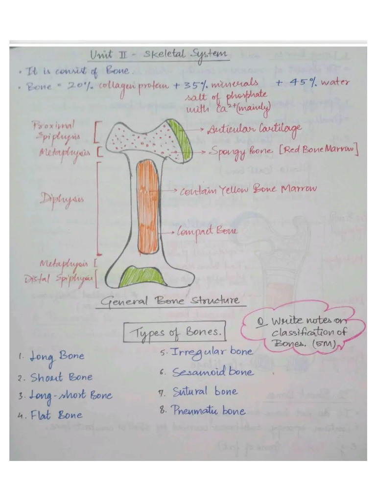0.1 - Skeletal System Notes by Abhishek Yadav | PDF
