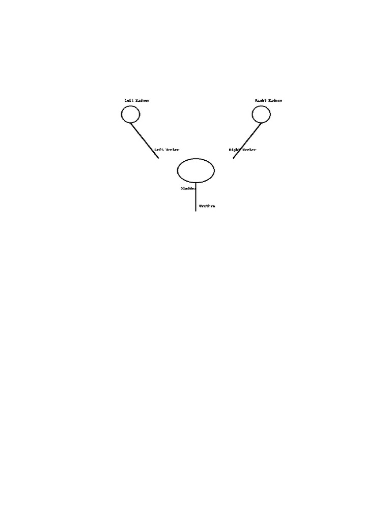 Urinary System Diagram | PDF