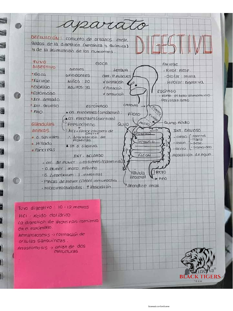 Aparato Digestivo Anatomía - PDF 20250129 094126 0000 | PDF