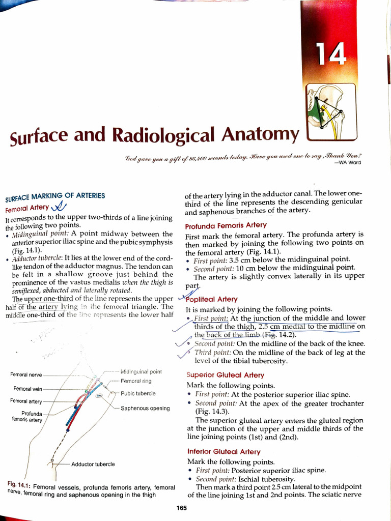 Surface Anatomy of Lower Limb Arteries | PDF | Hand | Limbs (Anatomy)