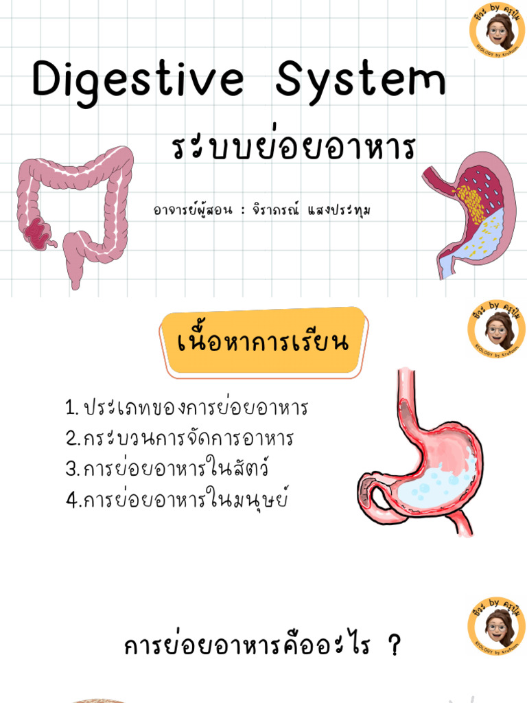 Digestive System PDF | PDF