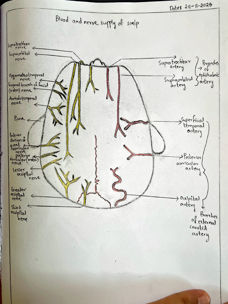 Gross Anatomy - 1 | PDF
