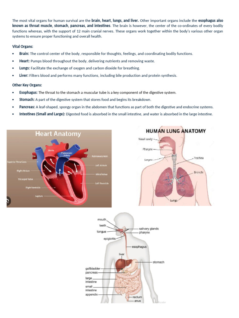 Human Anatomy | PDF