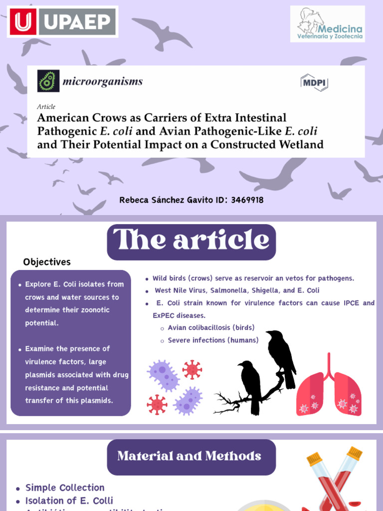 Crows Article RSG | PDF