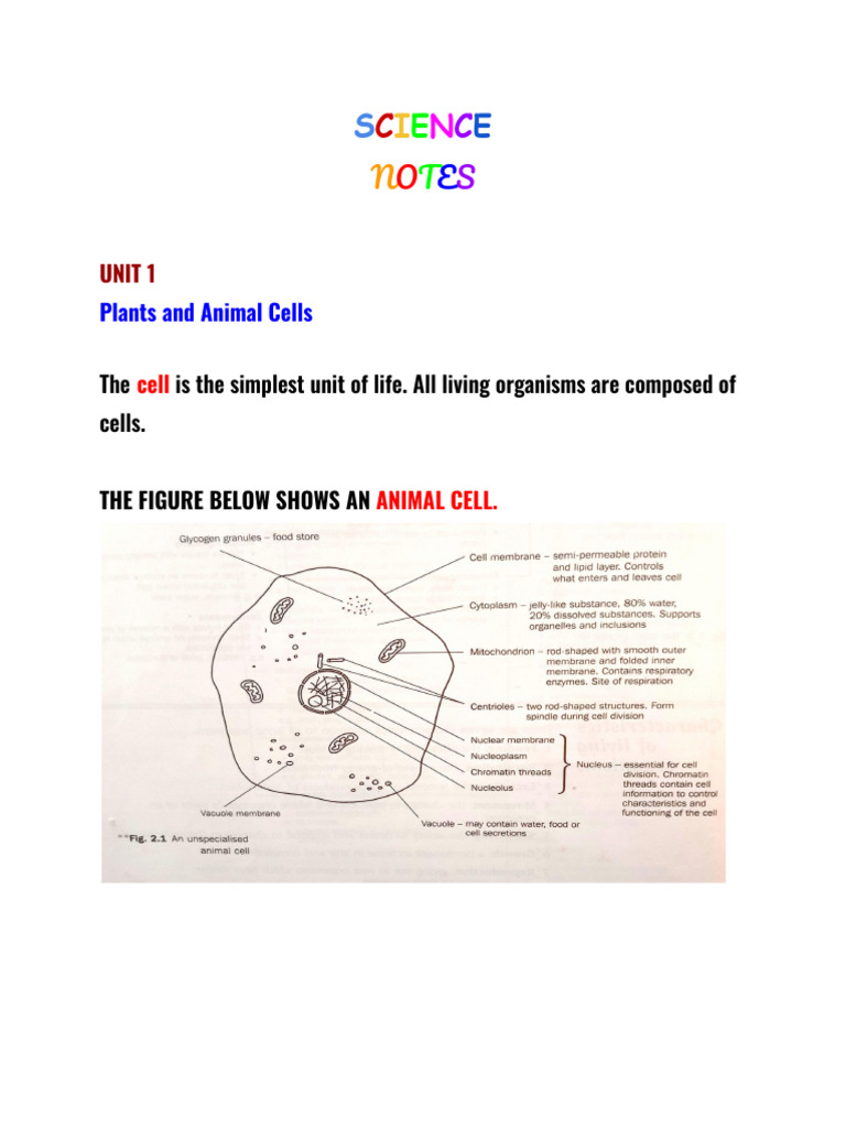 Plant vs Animal Cells Comparison Guide | PDF