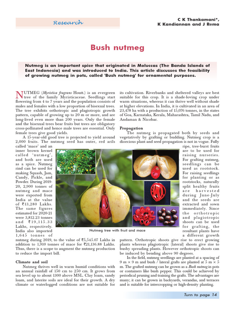 01 Bush Nutmeg | PDF | Nutmeg | Grafting