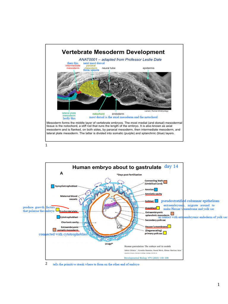 Vertebrate Mesoderm and Somite Development | PDF | Reproduction ...